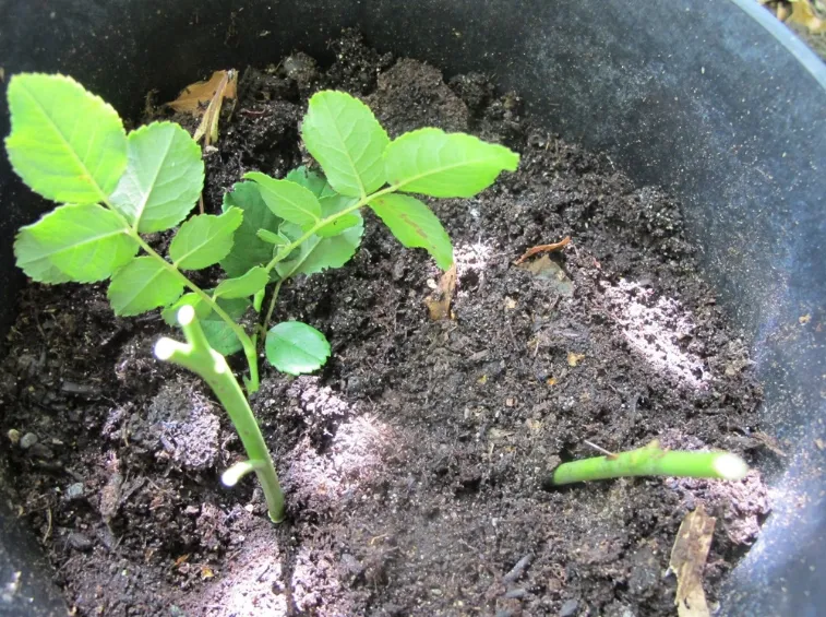 Riproduzione rose per talea