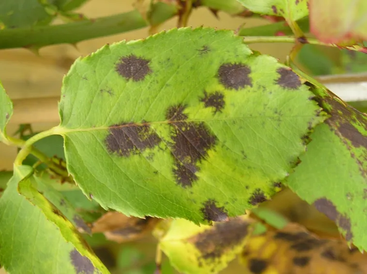 Malattie rose rampicanti