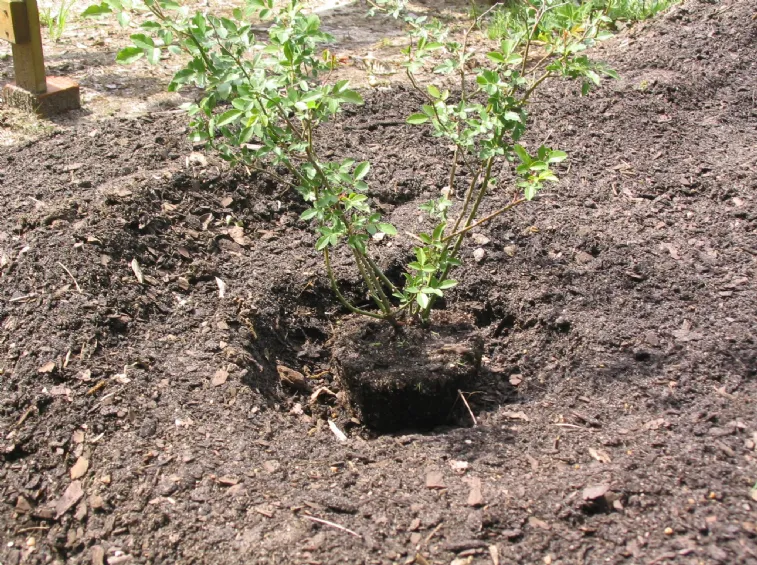 Come piantare le rose