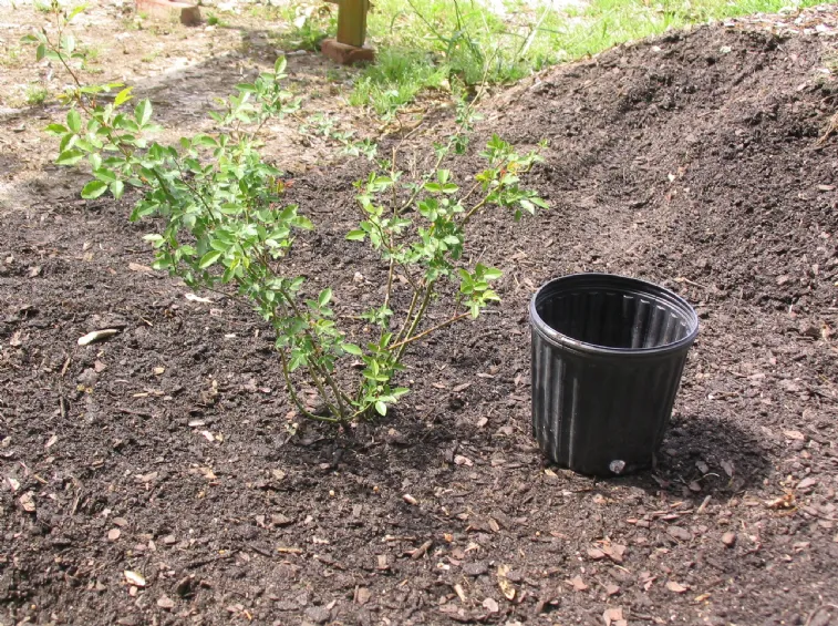 Piantare le rose in giardino