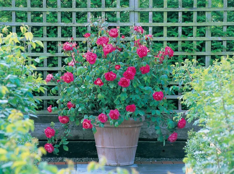 Quale Vaso per Rose Scegliere? 7 Offerte da non perdere nel 2025 ⭐️