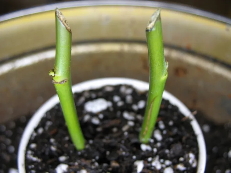 Quando piantare le rose per talea