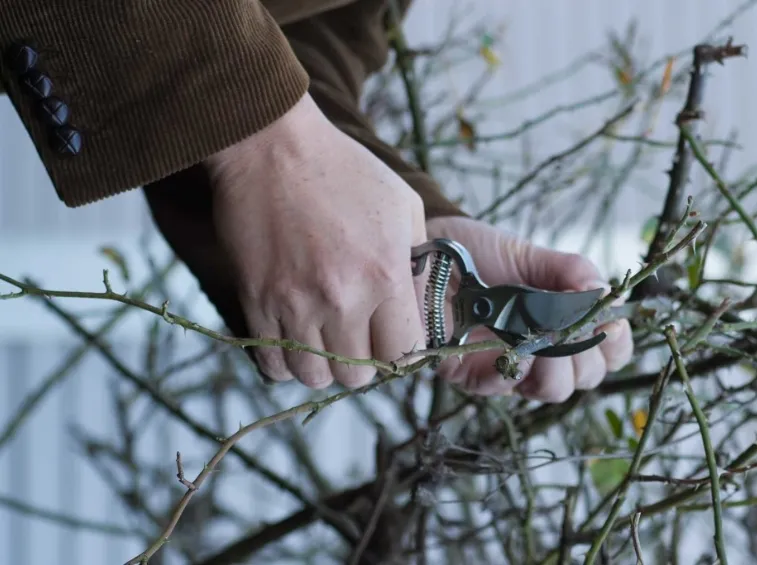 Quando e come potare le rose