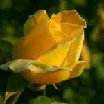 Significato rosa gialla