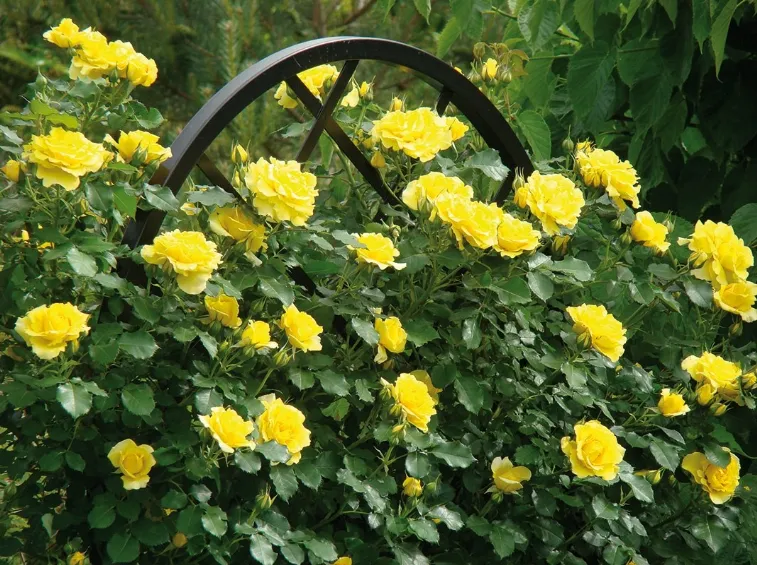 Rosa rampicante gialla