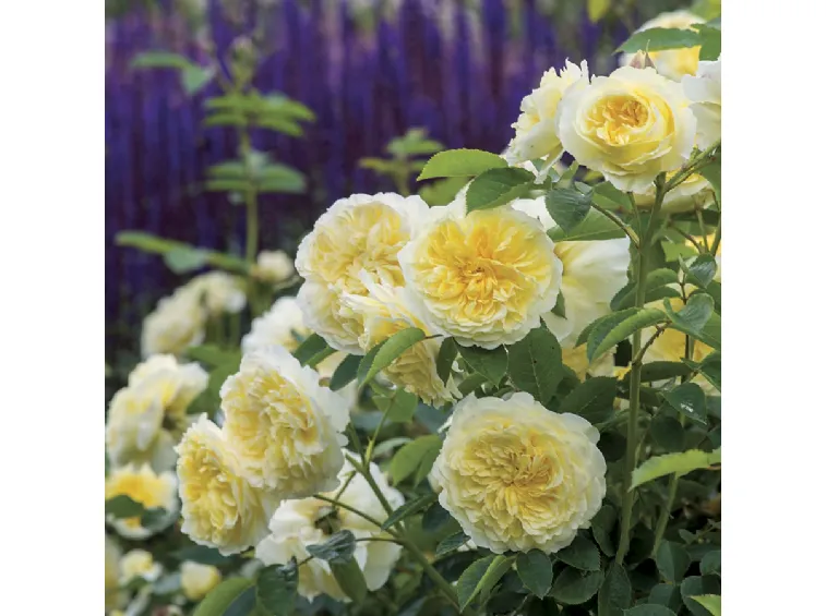 Rosa rampicante gialla