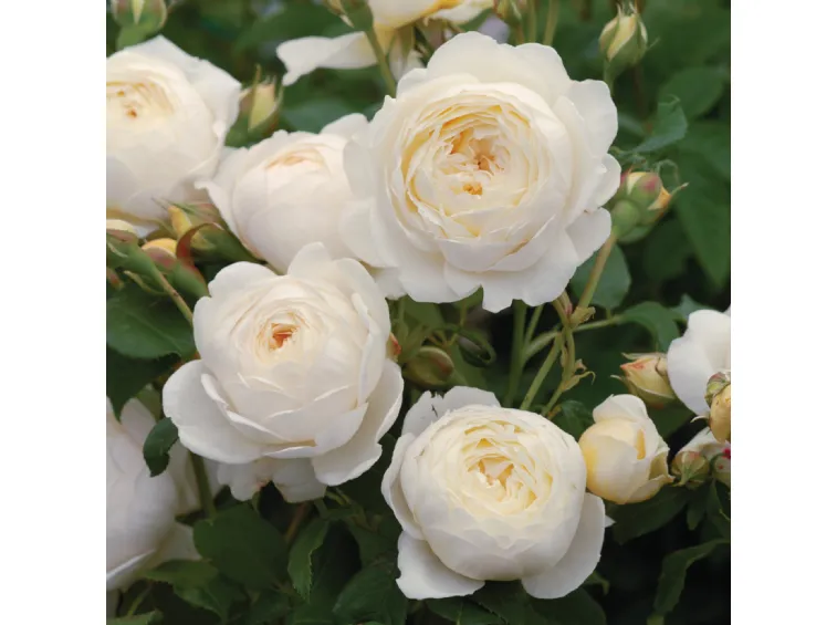 Rose inglesi bianche