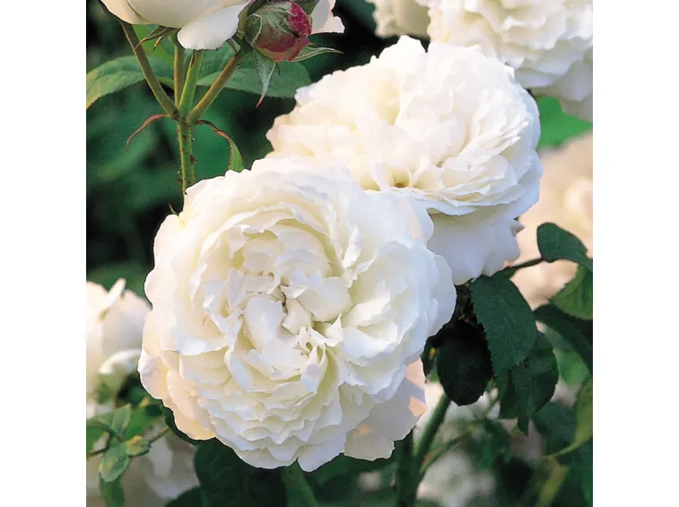Rose inglesi bianche