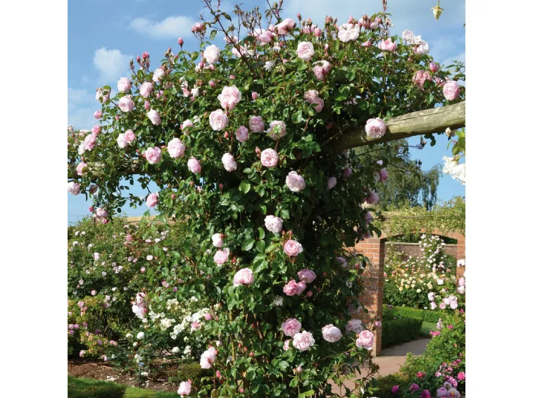 Rose rampicanti in vaso