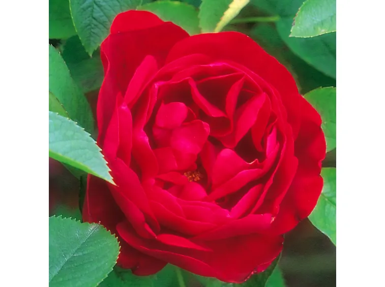 Rose rugose rifiorenti