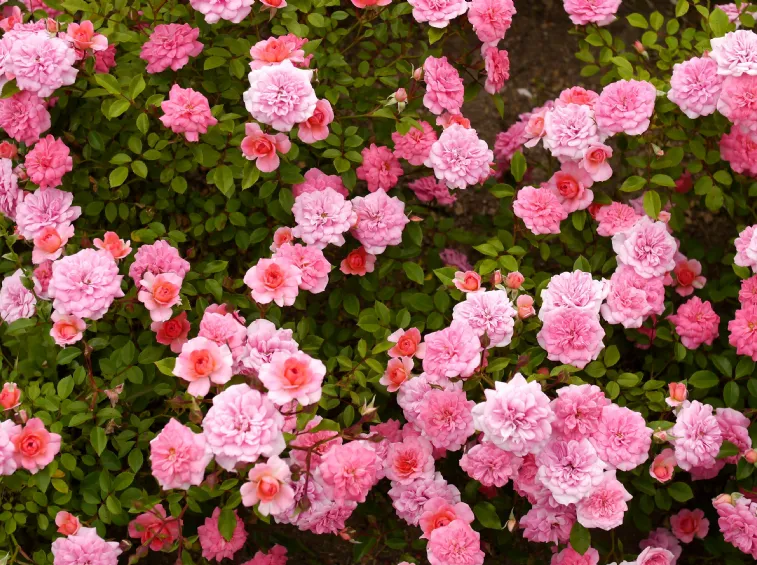 Roselline tappezzanti