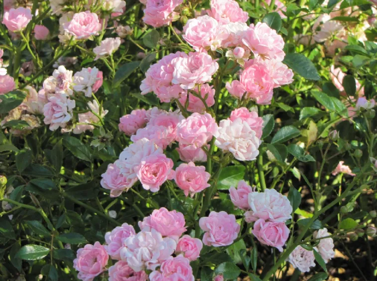 Varietà rose tappezzanti