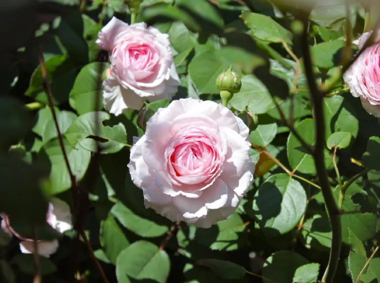 Vivaio rose antiche