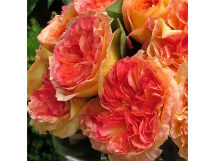 Henry Delbard® DELclaudibi