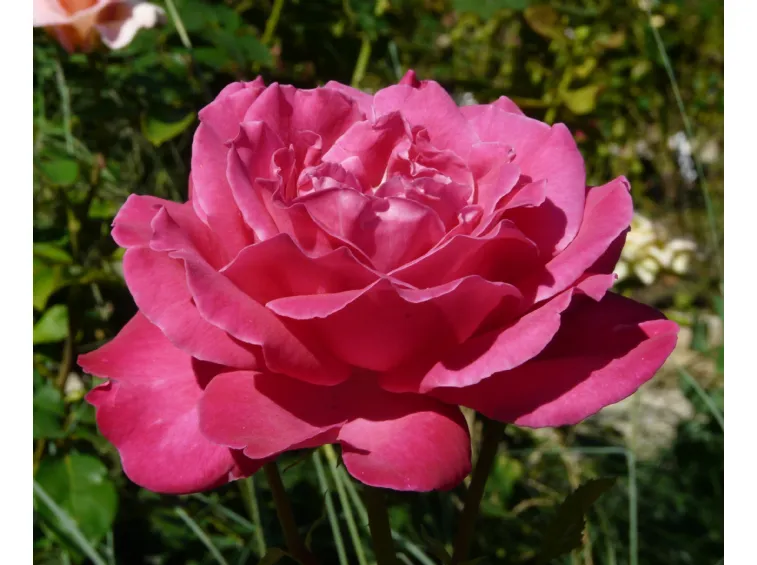 Caprice De Meilland ® - Meisionver