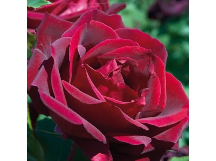 Papa Meilland ® - Meicesar