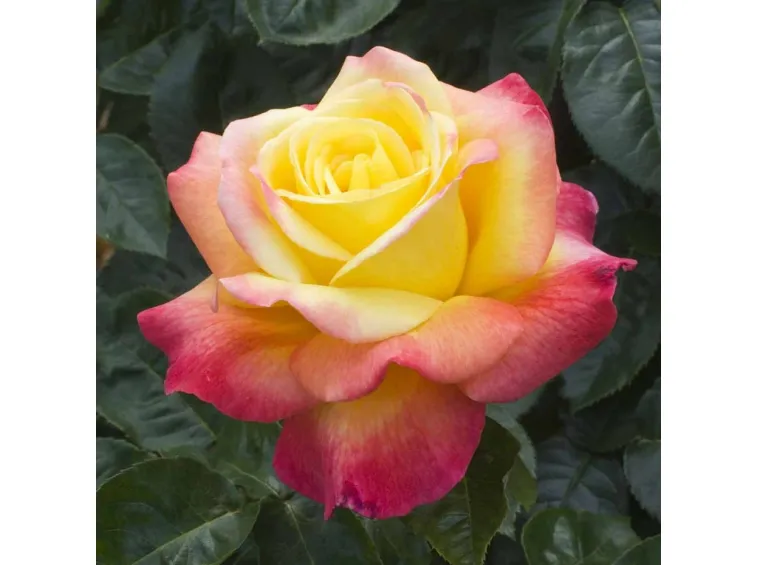 Pullman Orient Express