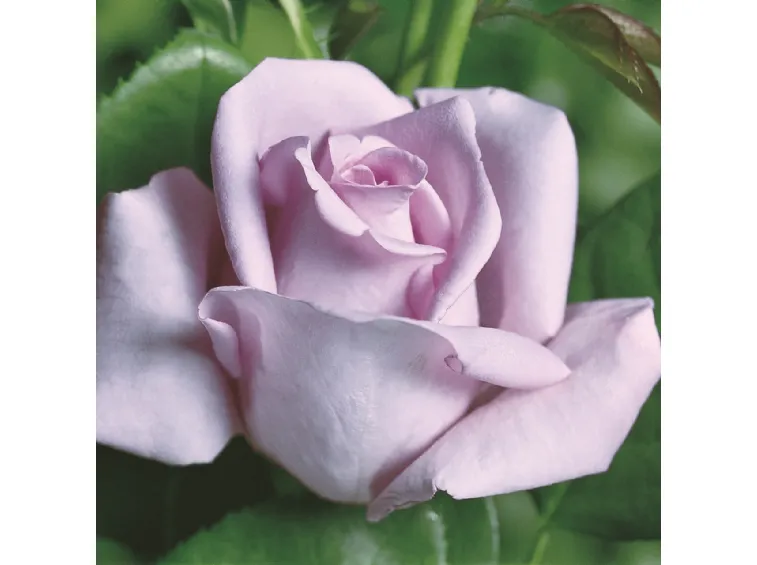 Sissi ® -Blue Moon ® - Mainzer Fastnach