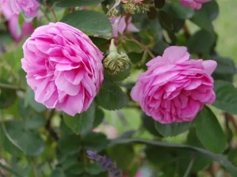 Châpeau de Napoléon