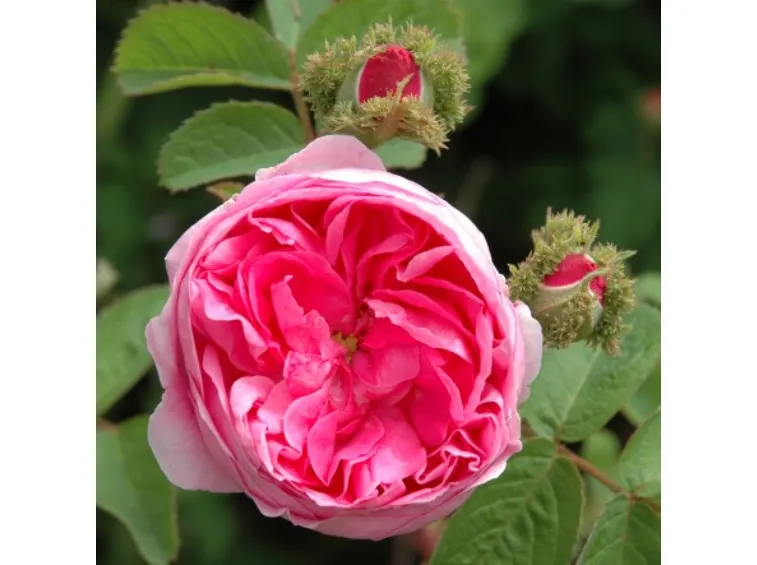 Châpeau de Napoléon