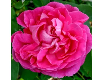 Rose Antiche Profumate