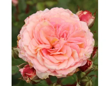 Rose Floribunde Profumate