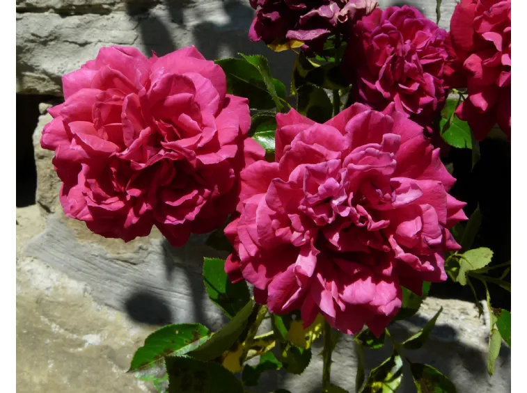 Madrigal ® - Fetzer Syrah Rose