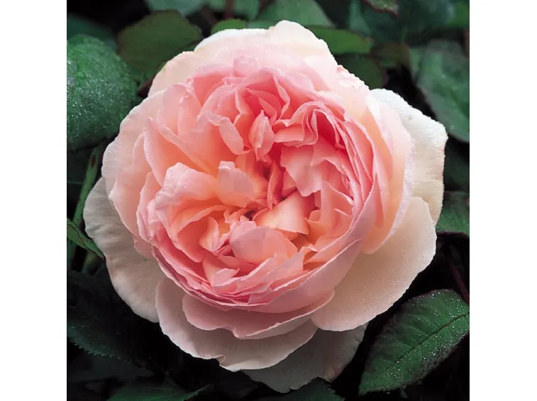 Sharifa Asma® - Ausreef