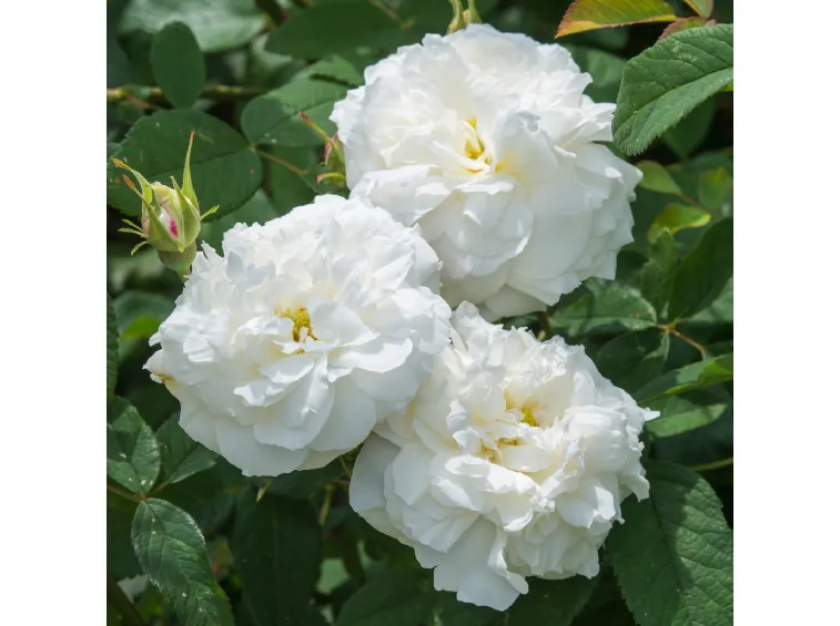 Susan William Ellis® Ausquirk