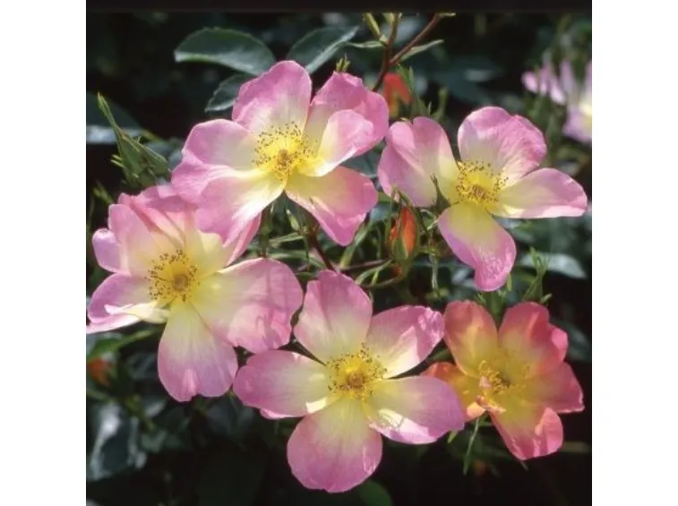 The Alexandra Rose® - AUSday