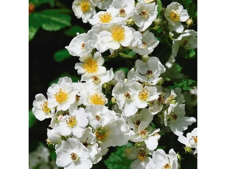 Rambling Rector