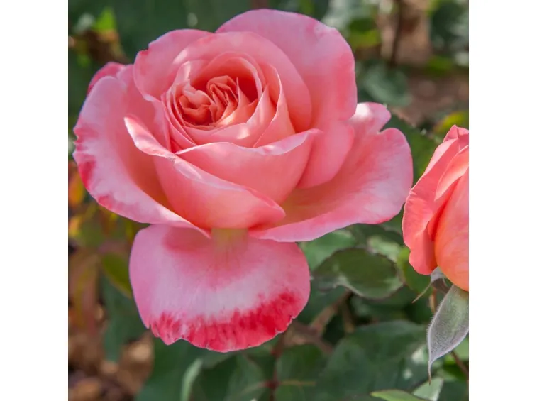 Mademoiselle Meilland® Meinostair