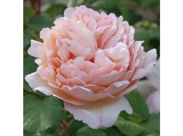 Princesse Charlene de Monaco® Meidysouk