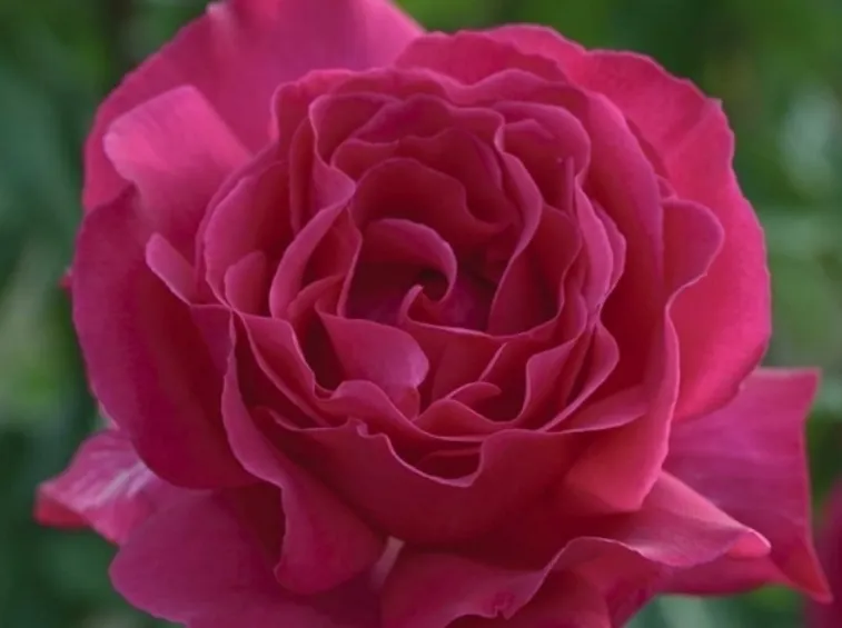 Velasquez ® - Meimirtylus