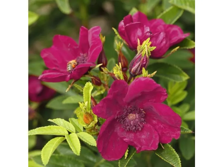 Strandperle® Norderney