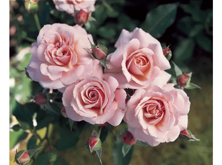 Botticelli ® - Meisylpho