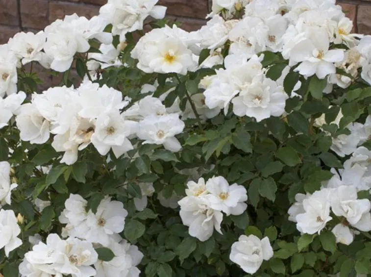 White Knock Out® Radwhite