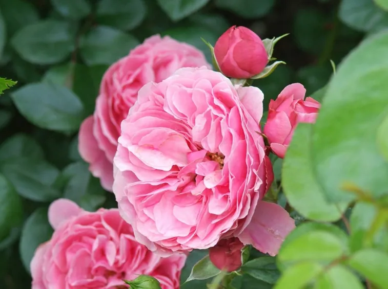 Come riprodurre le rose Come riprodurre le rose