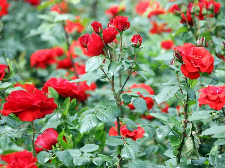 Come piantare le rose per talea