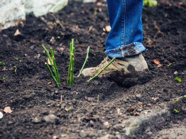 Quando piantare le rose