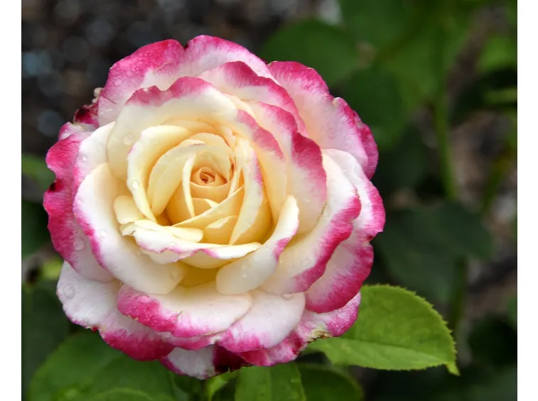 Significato colori rose