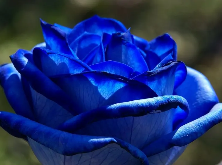 Significato rosa blu