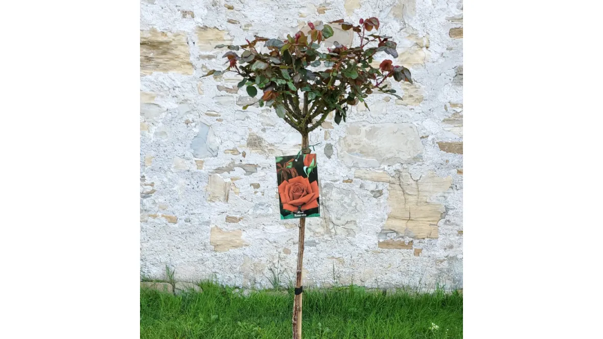 Rose ad alberello